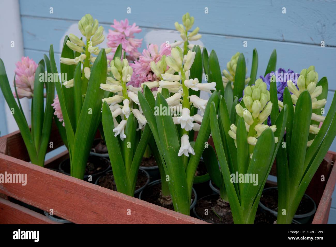 Vibrant hyacinths showcase their colors in a charming garden setting ...