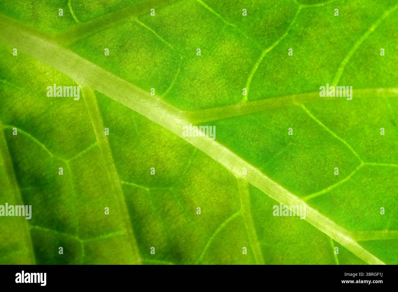 A close-up view reveals the stunning details of a leaf's structure and ...