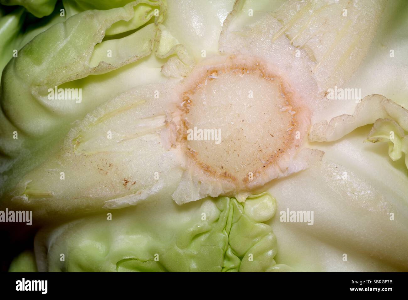 Fresh lettuce reveals intricate details of leaves and inner core ...