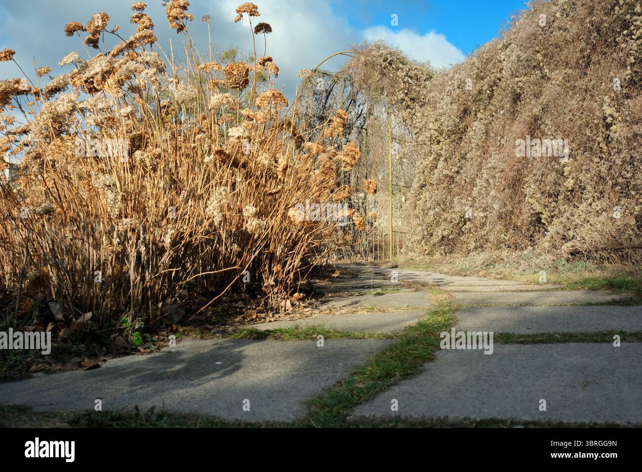 Dry flowers and overgrown plants dominate a neglected walkway in ...