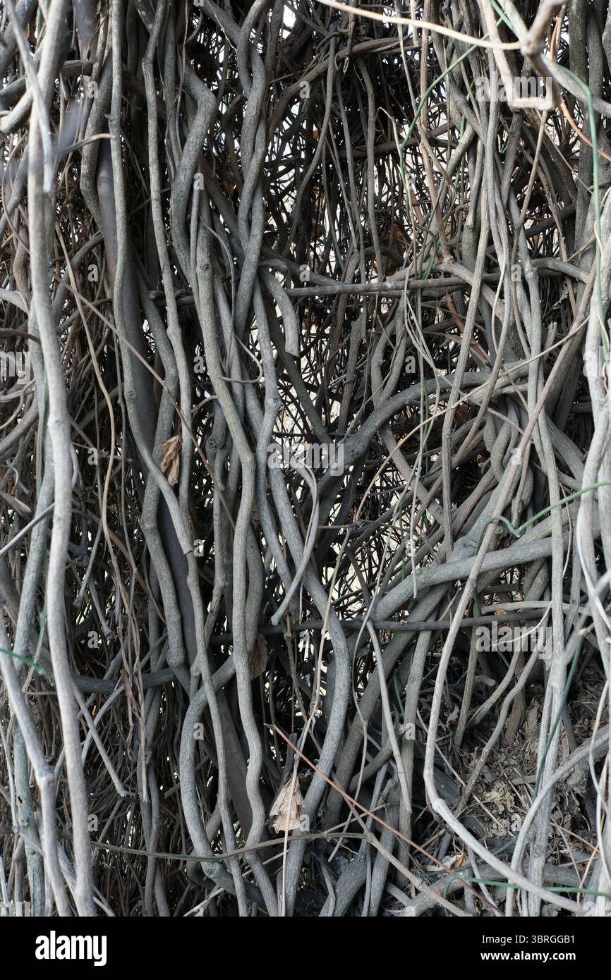 Complex tree roots intertwine, creating a natural artwork in the forest ...