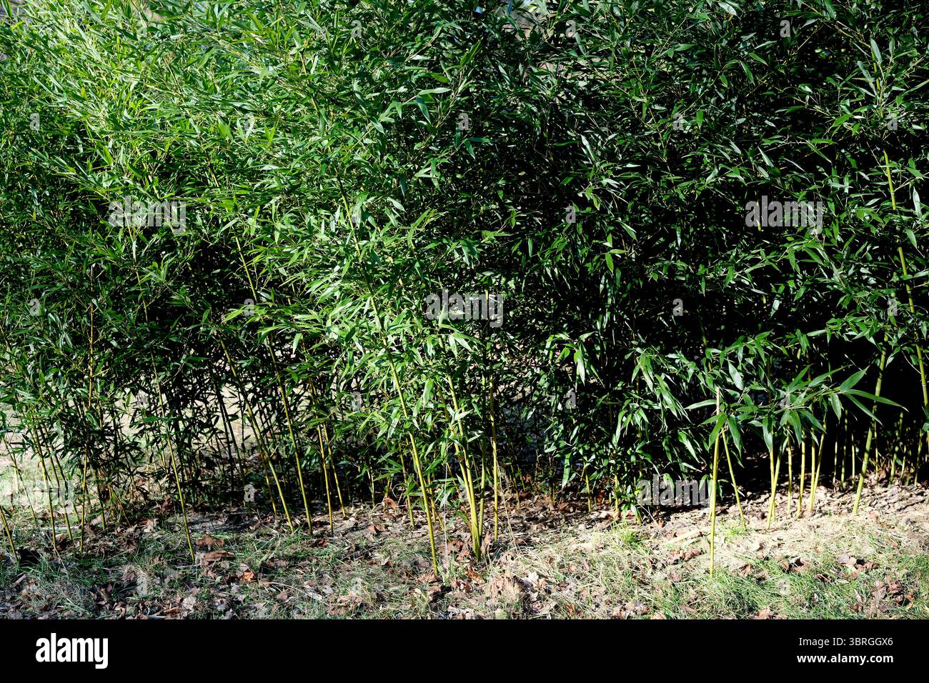 Bamboo leaves under view hi-res stock photography and images - Alamy