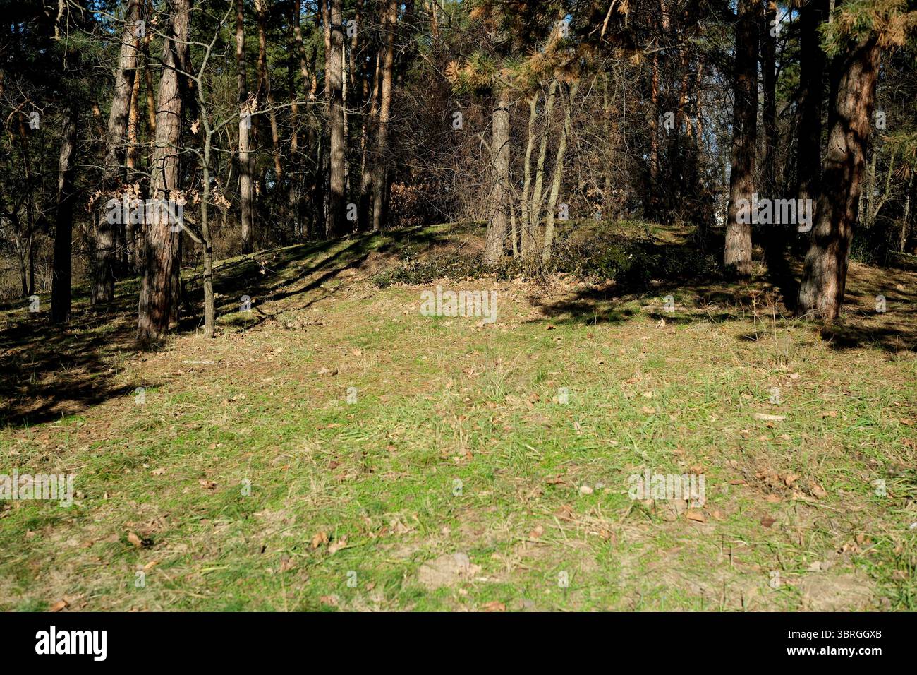 Golden leaves scatter across hi-res stock photography and images - Alamy