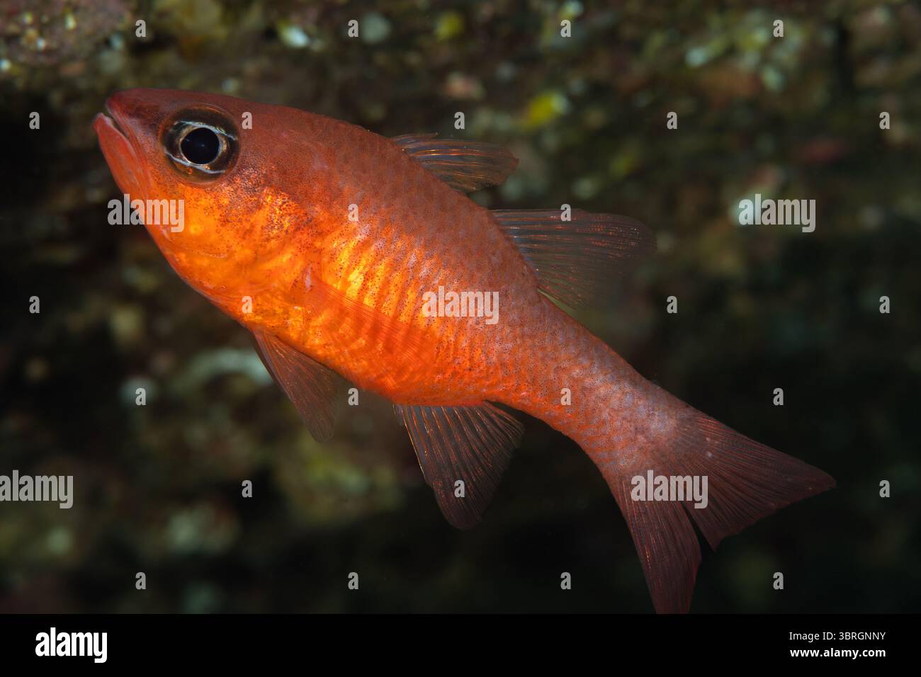 Mediterranean cardinalfish, Apogon imberbis, Cadaques, Cap de Creus ...