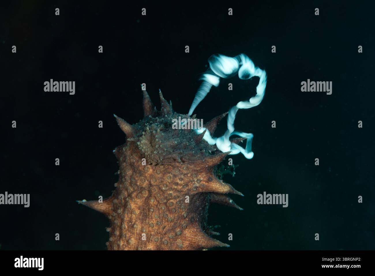 tubular sea cucumber, Holothuria tubulosa, spawning position, erected ...