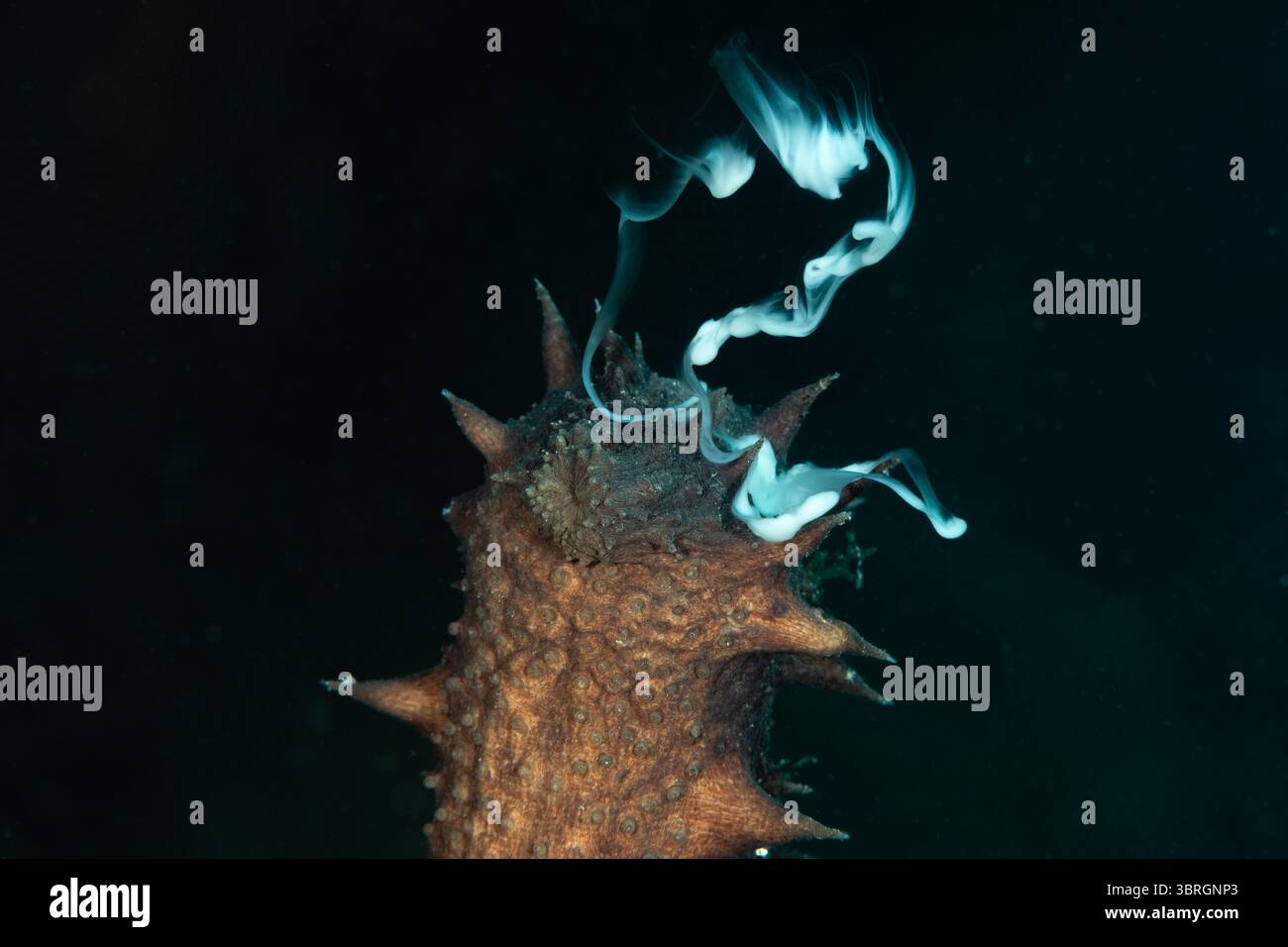 tubular sea cucumber, Holothuria tubulosa, spawning position, erected ...