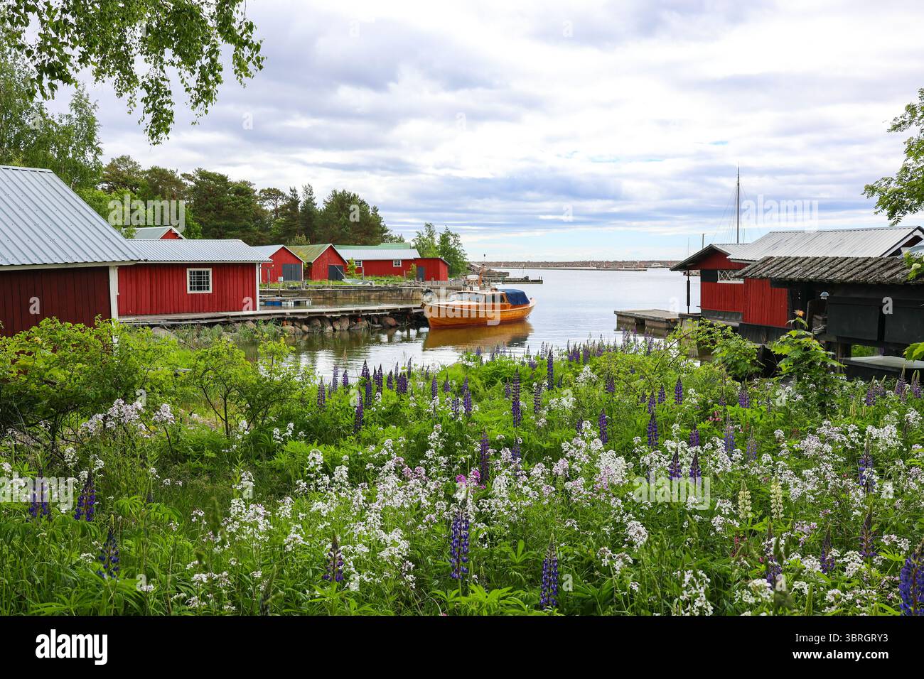 Summer view to Kaunissaari harbour bay, with lupines in bloom ...
