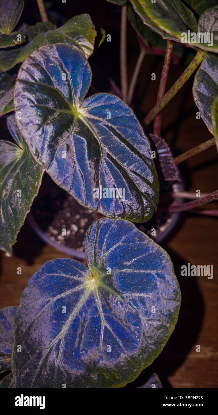 Decorative indoor plants - begonias with blue leaves. Interior ...
