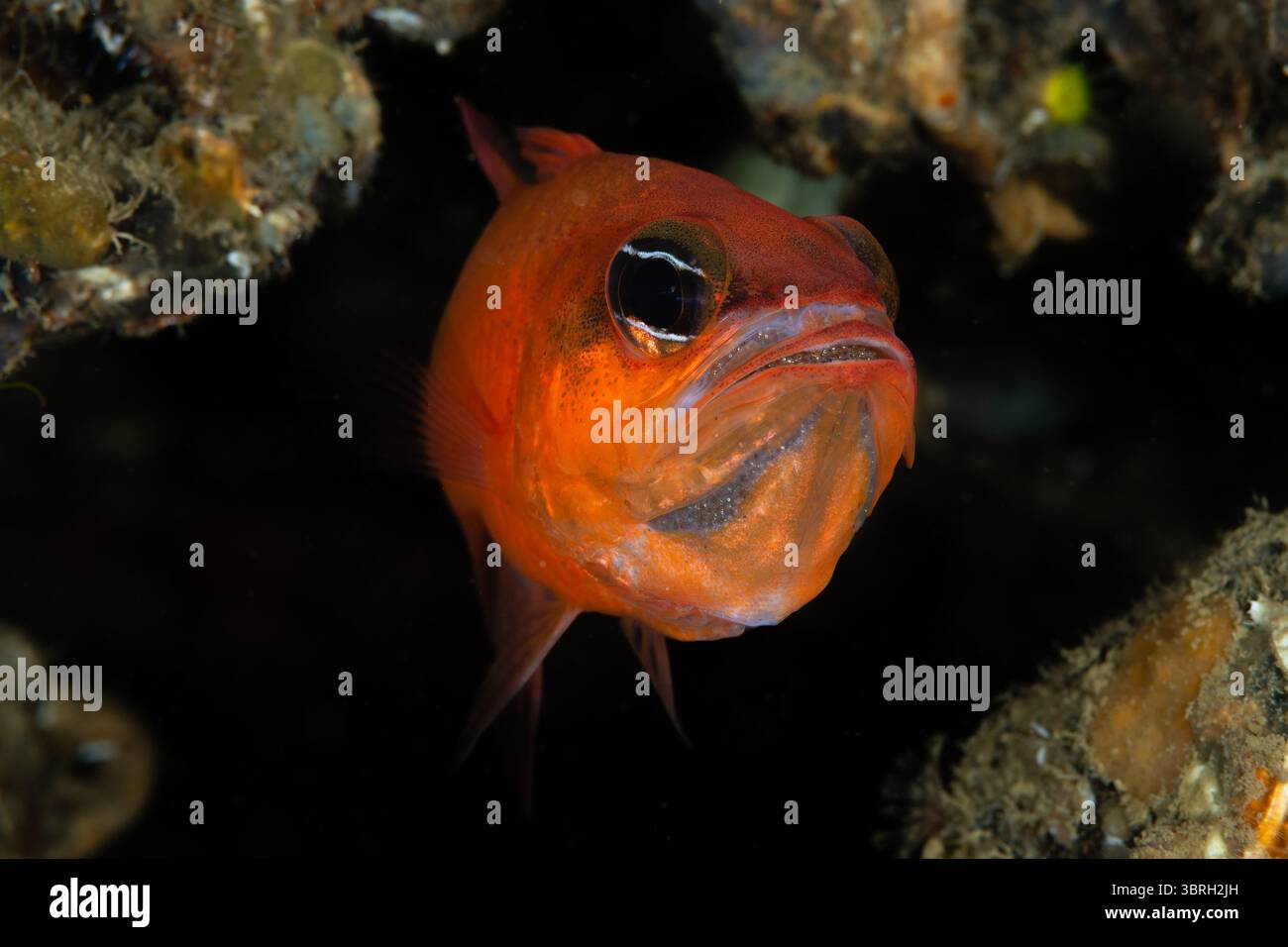 Mediterranean cardinalfish, Apogon imberbis, with the eggs inside the ...