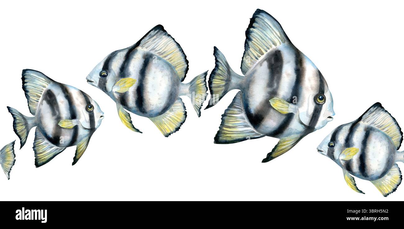 Seamless border of black and white striped tropical fish living on ...