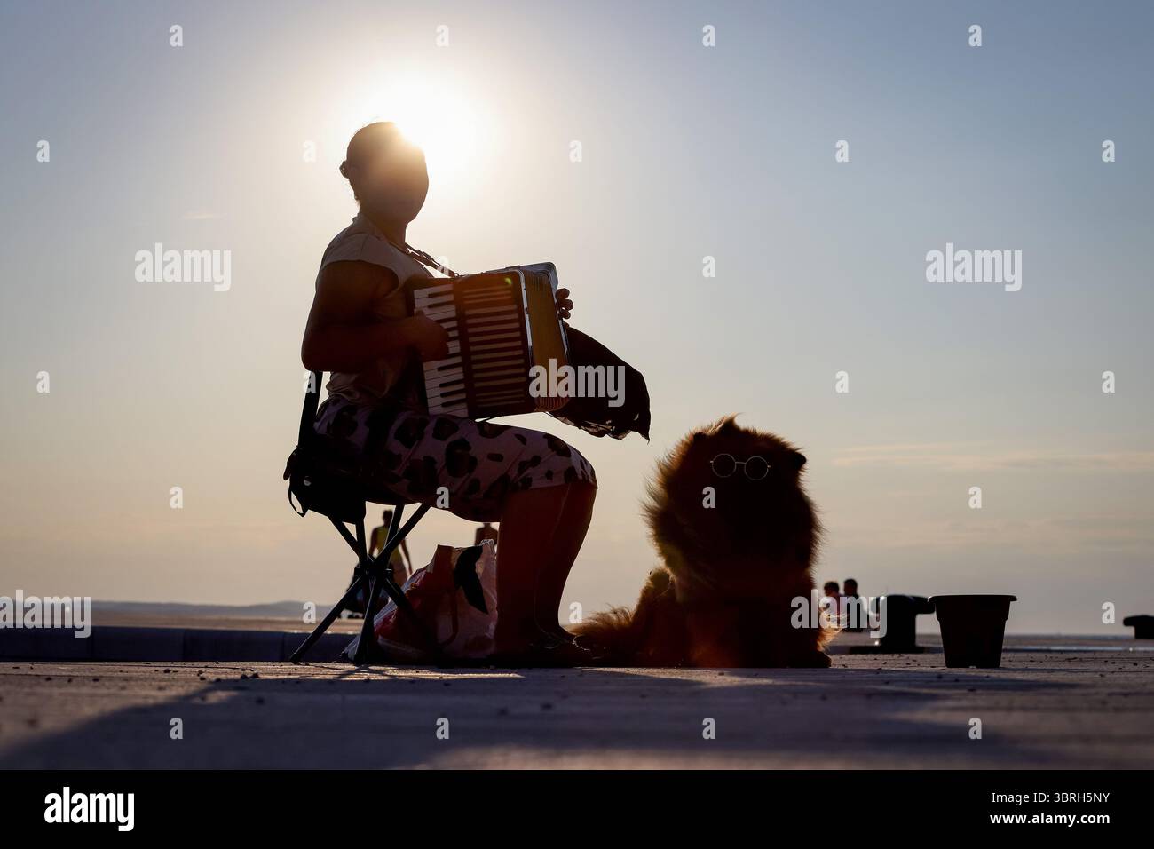 A beautiful Chow Chow dog enjoys himself with his owner, soaking up the ...