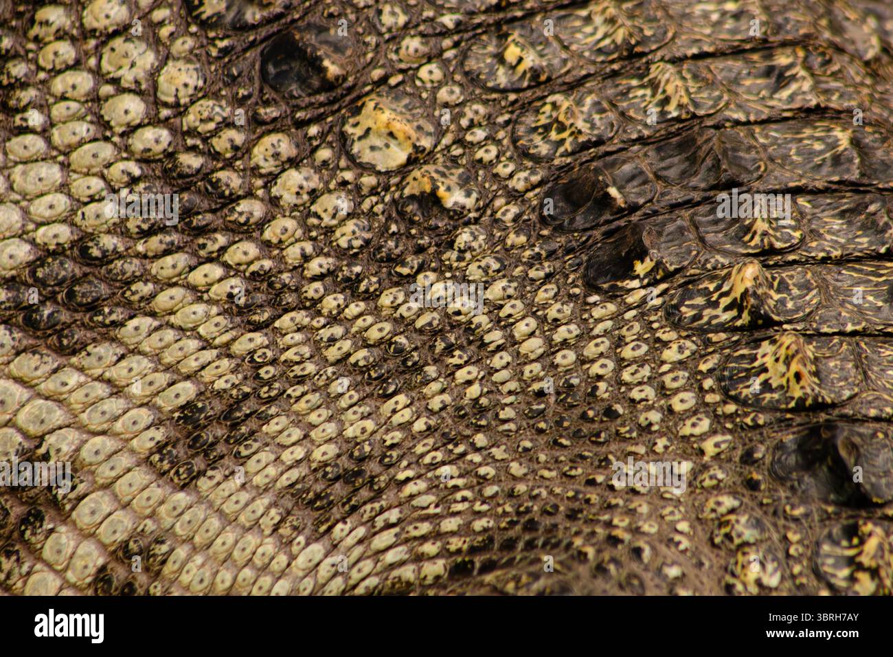 Detailed view of crocodile skin, showcasing the intricate texture ...