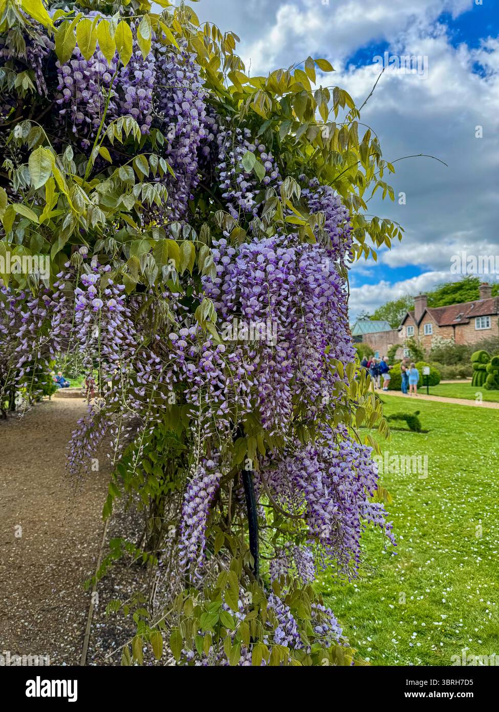 Stunning American Wisteria, Wisteria frutescens, in bloom in public ...