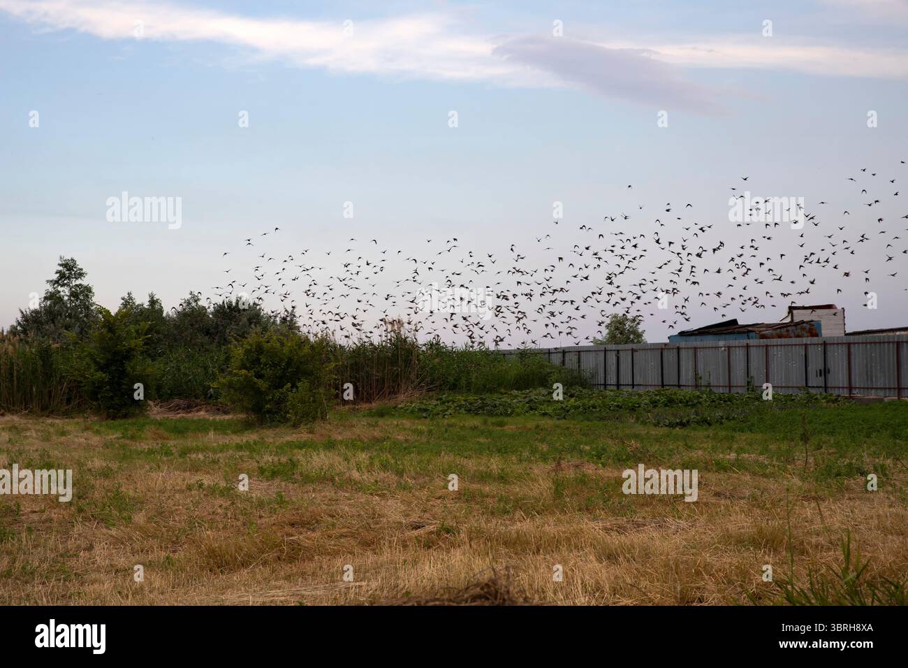 Birds flying over trees grassy hi-res stock photography and images - Alamy