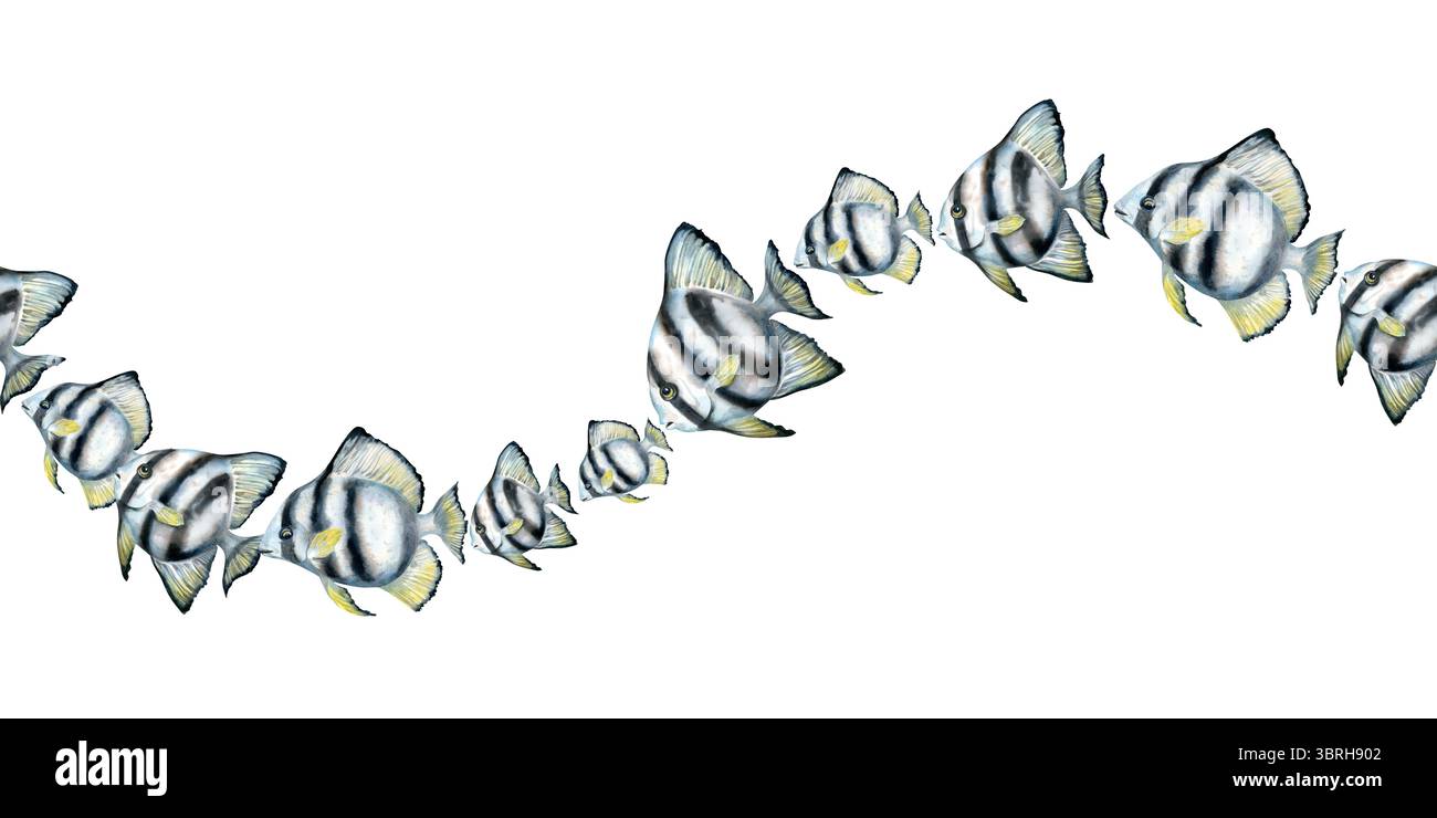 Seamless border of black and white striped tropical fish living on ...