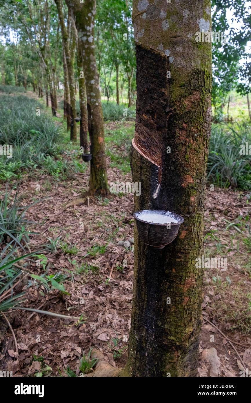 Rubber Tree Plantation in Laos Stock Photo - Alamy