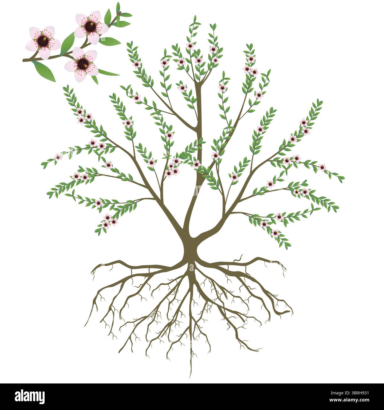 Manuka bush flowers branch hi-res stock photography and images - Alamy