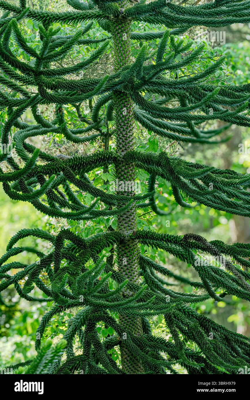Monkey tree, Araucaria araucana. Comes from the Andes in Chile, more ...