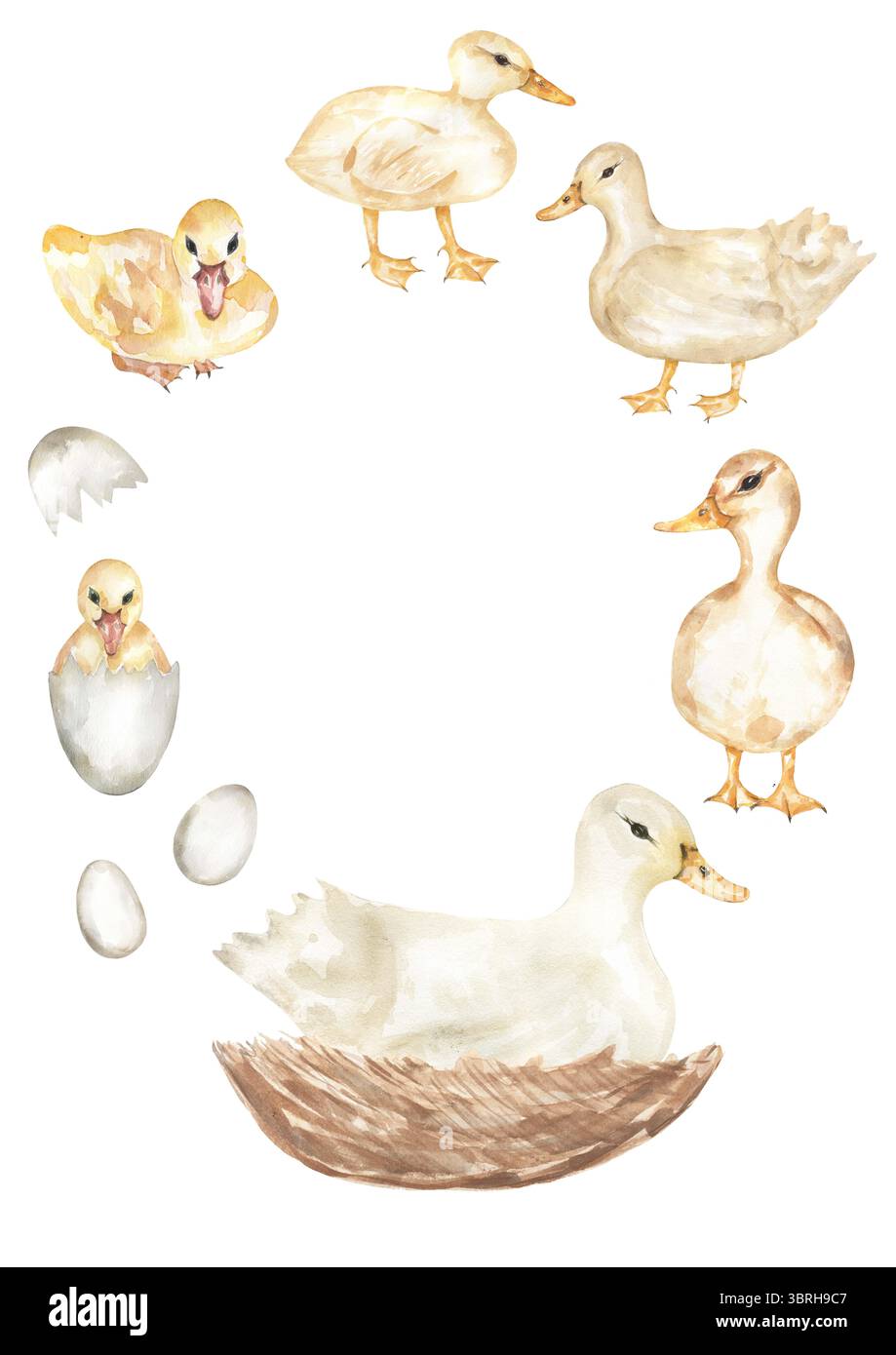 Stage bird life cycle Cut Out Stock Images & Pictures - Alamy