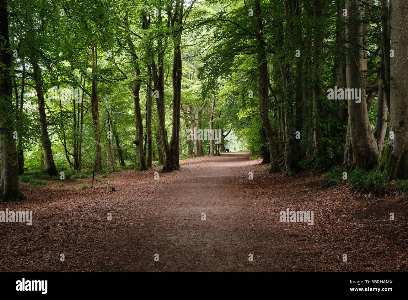 Wide, leaf strewn path through trees along Lady Mary's walk Stock Photo ...