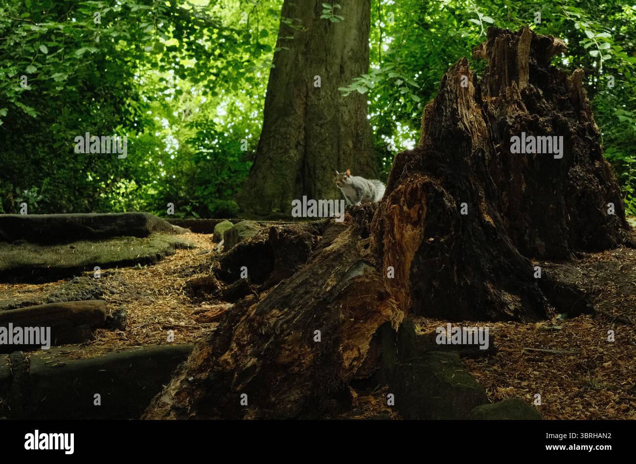 Peeking around tree trunk hi-res stock photography and images - Alamy
