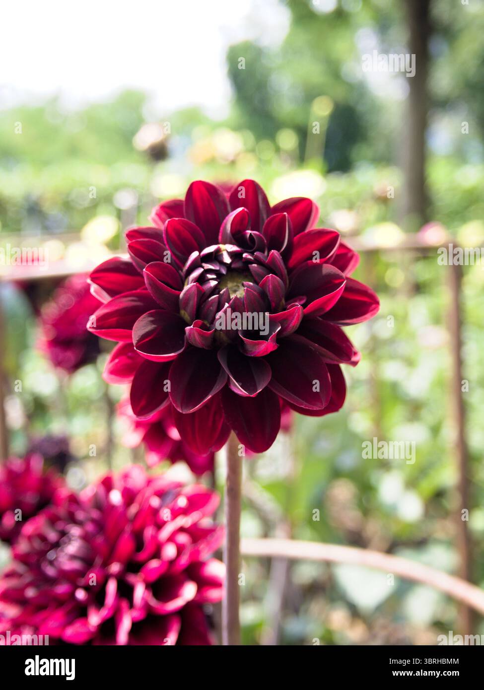 Dahlia deep red flower hi-res stock photography and images - Alamy