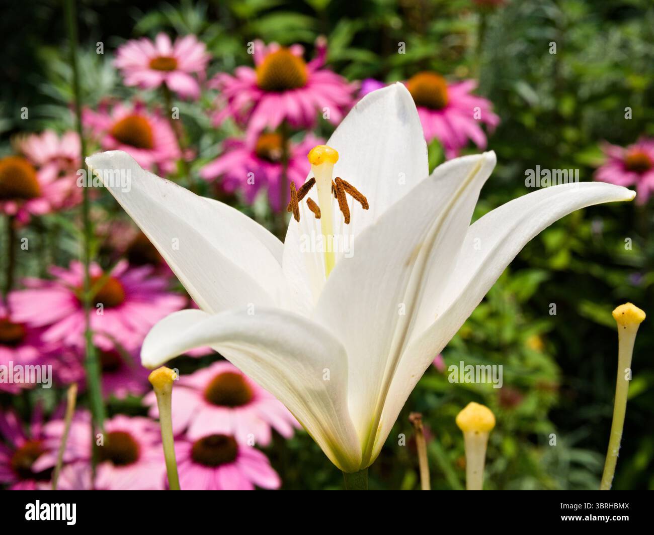 Elegant white lily captured sharply with dreamy pink flowers softly out ...