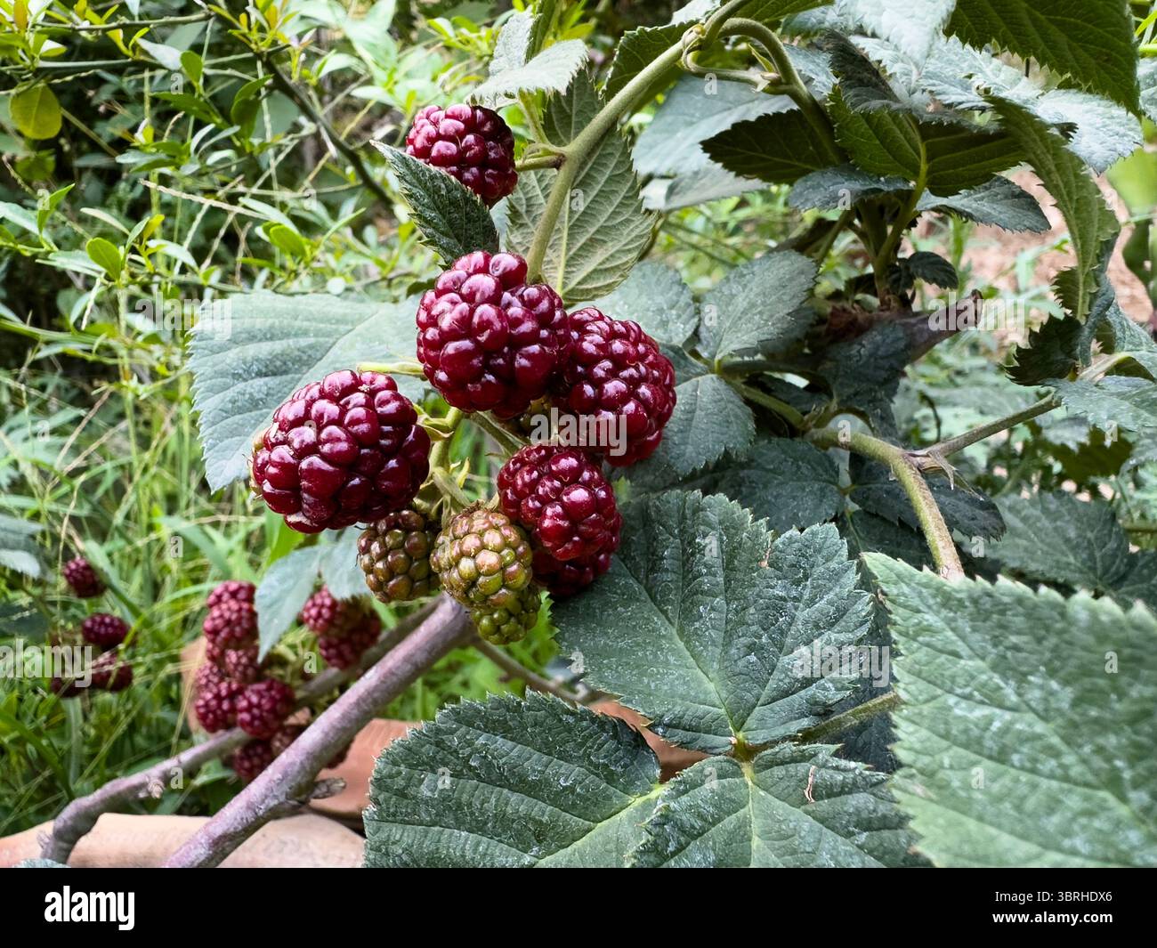 Ripe juicy blackberries growing hi-res stock photography and images - Alamy