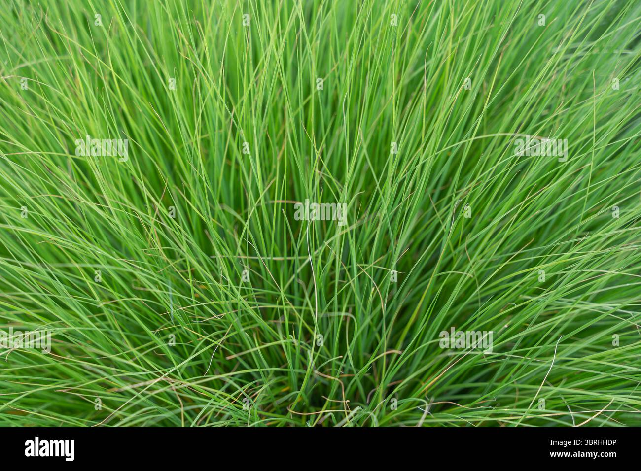 A dense tuft of green ornamental grass grows in a rounded form. The ...