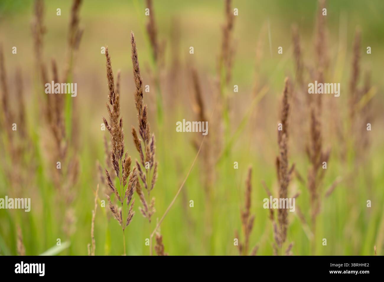 Brown grass seed heads sway in a sunny field. The soft background ...