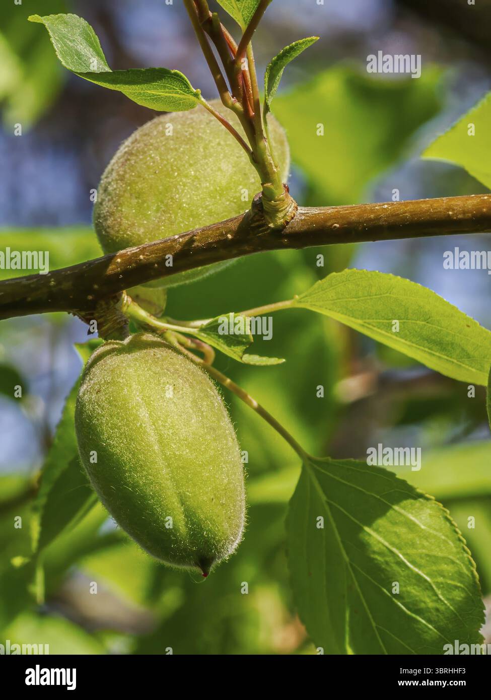 Immature apricot fruit on hi-res stock photography and images - Alamy