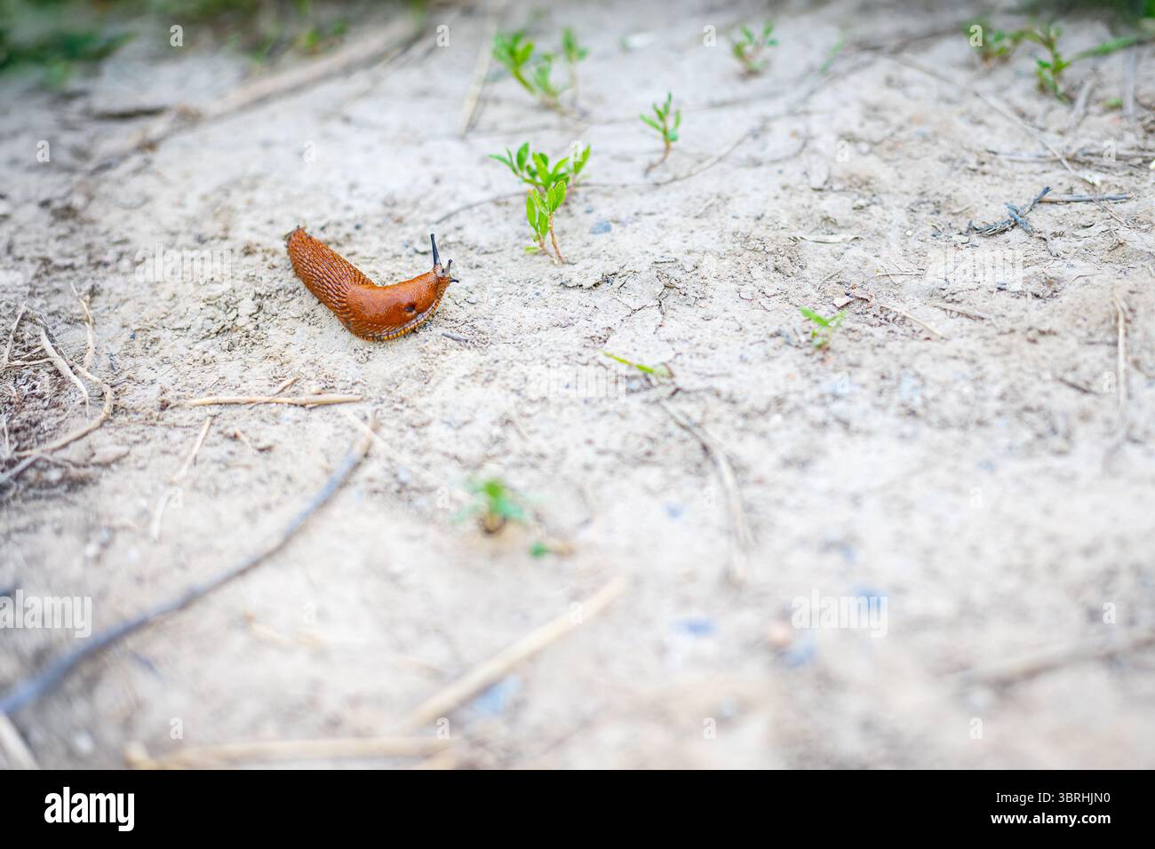 Brown slug crawling across dry soil. A brown slug slowly moves across ...