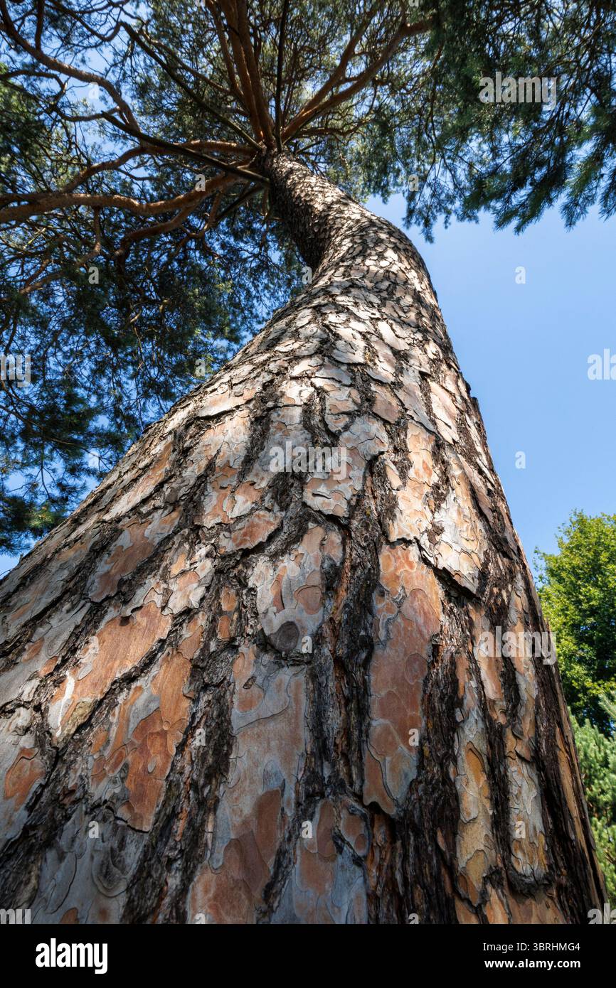 Kiefer hi-res stock photography and images - Alamy