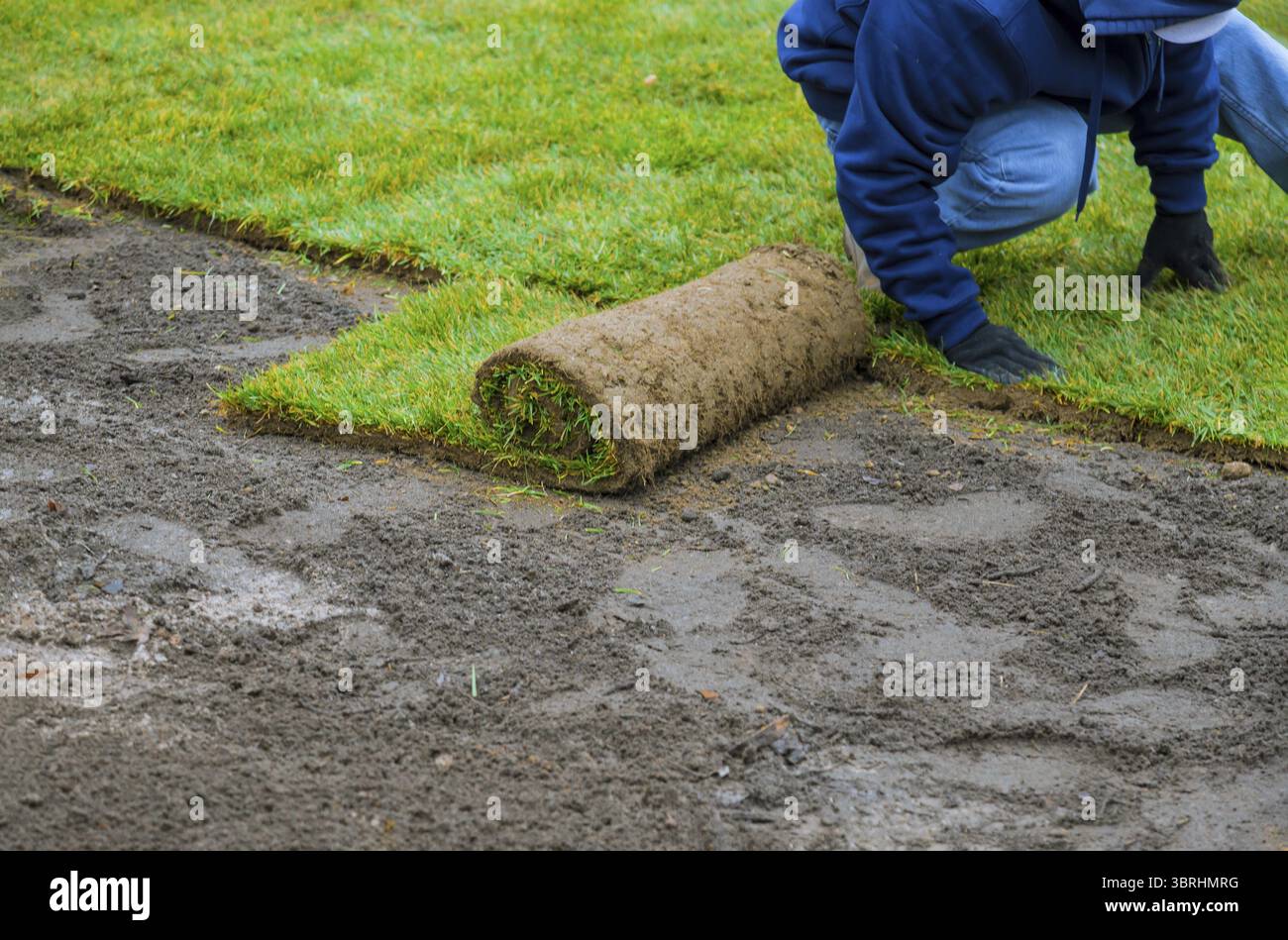 Applying rolled green grass with laying sod for new lawn applying turf ...