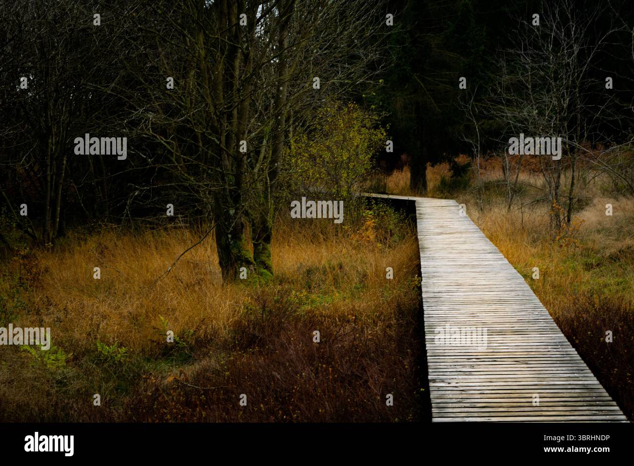 A winding wooden boardwalk leads through a dark, tranquil autumn forest ...