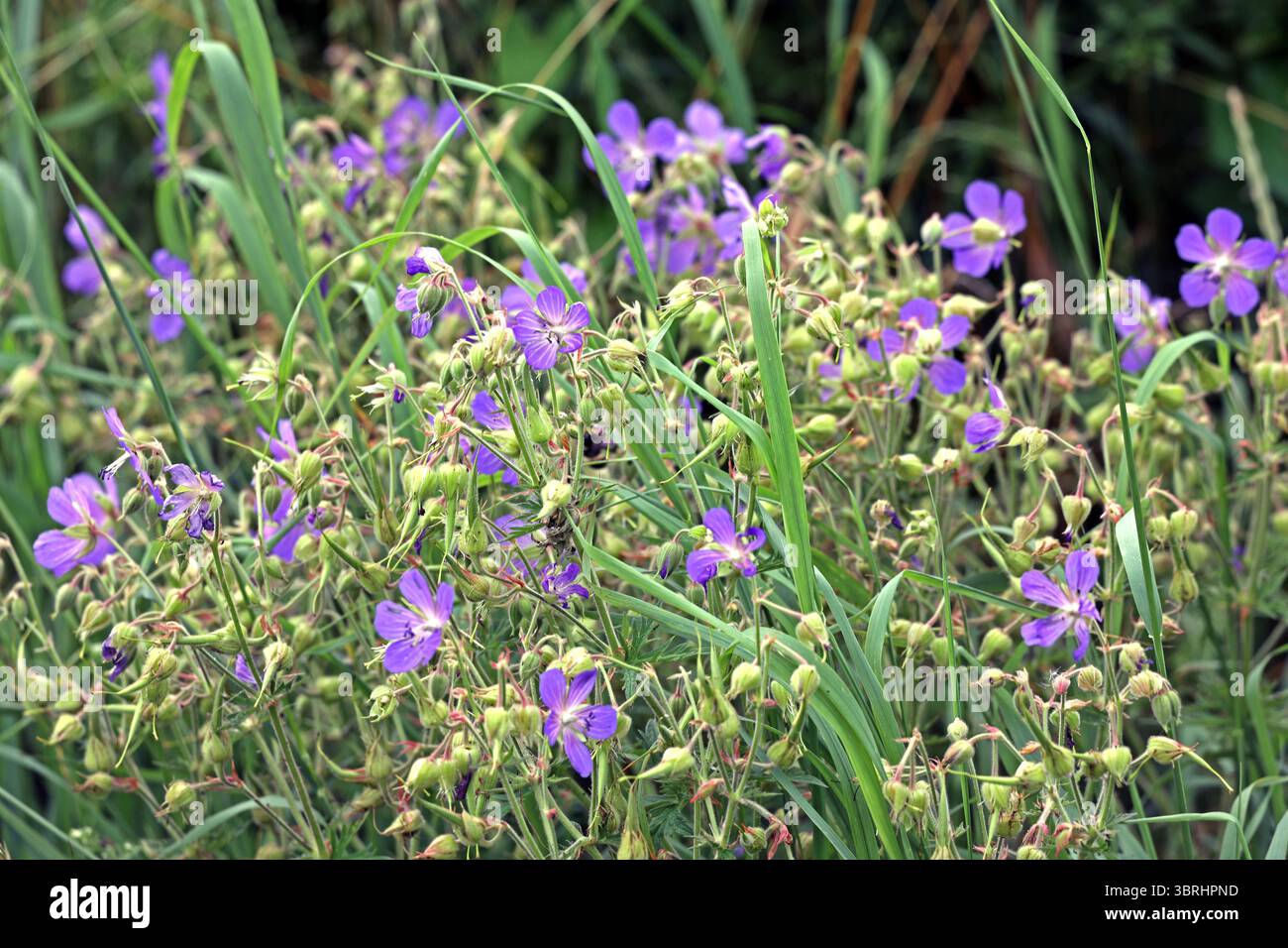 Insektenfreundliche Wildblumen Der Wiesen-Storchschnabel bei sehr ...