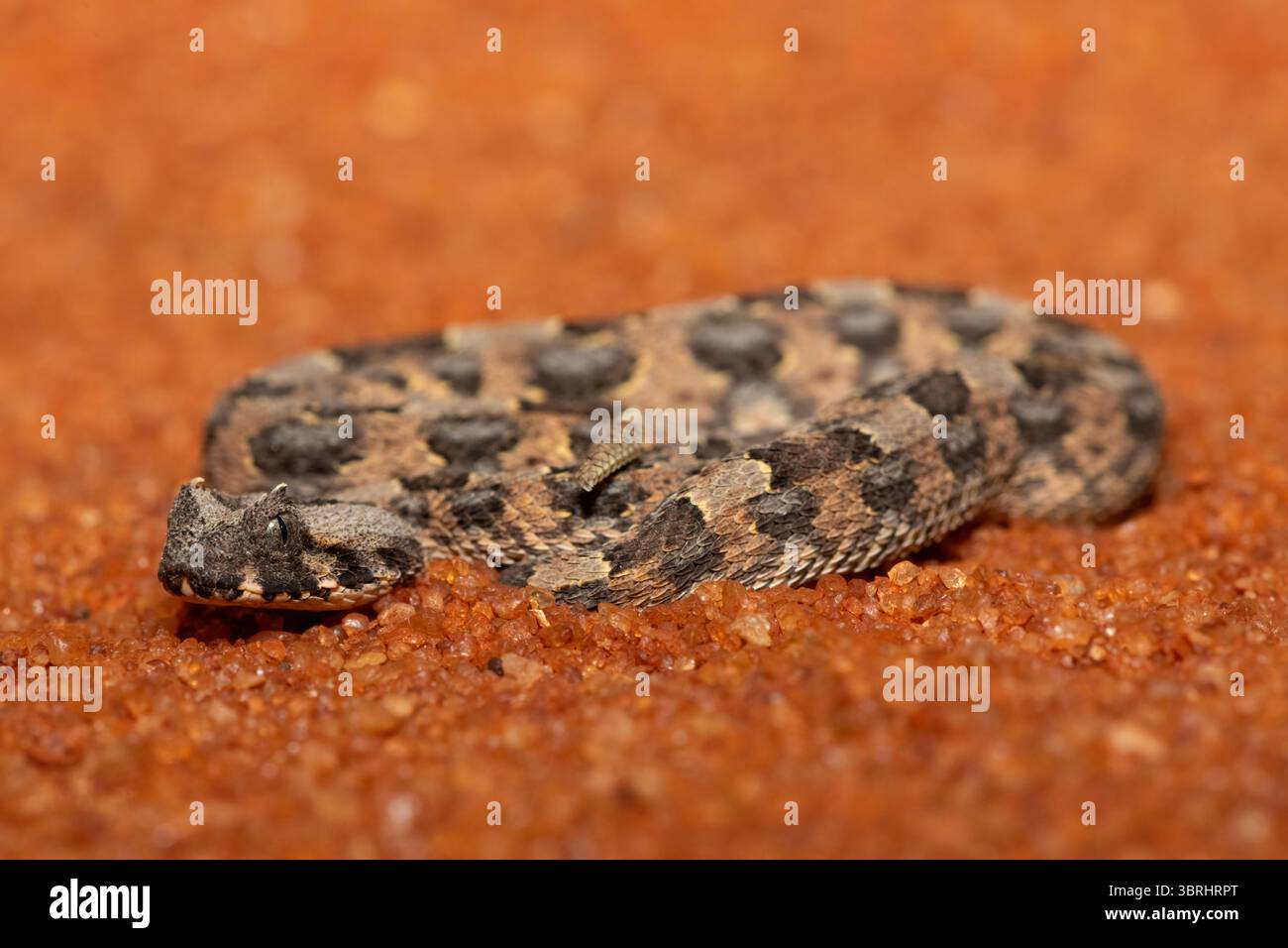 A beautiful juvenile Horned Adder (Bitis caudalis), in the wild ...
