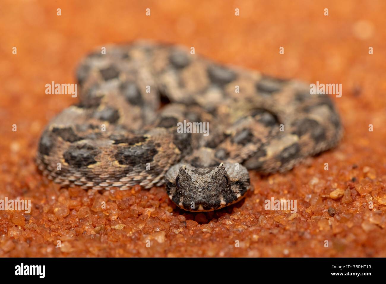 A beautiful juvenile Horned Adder (Bitis caudalis), in the wild ...