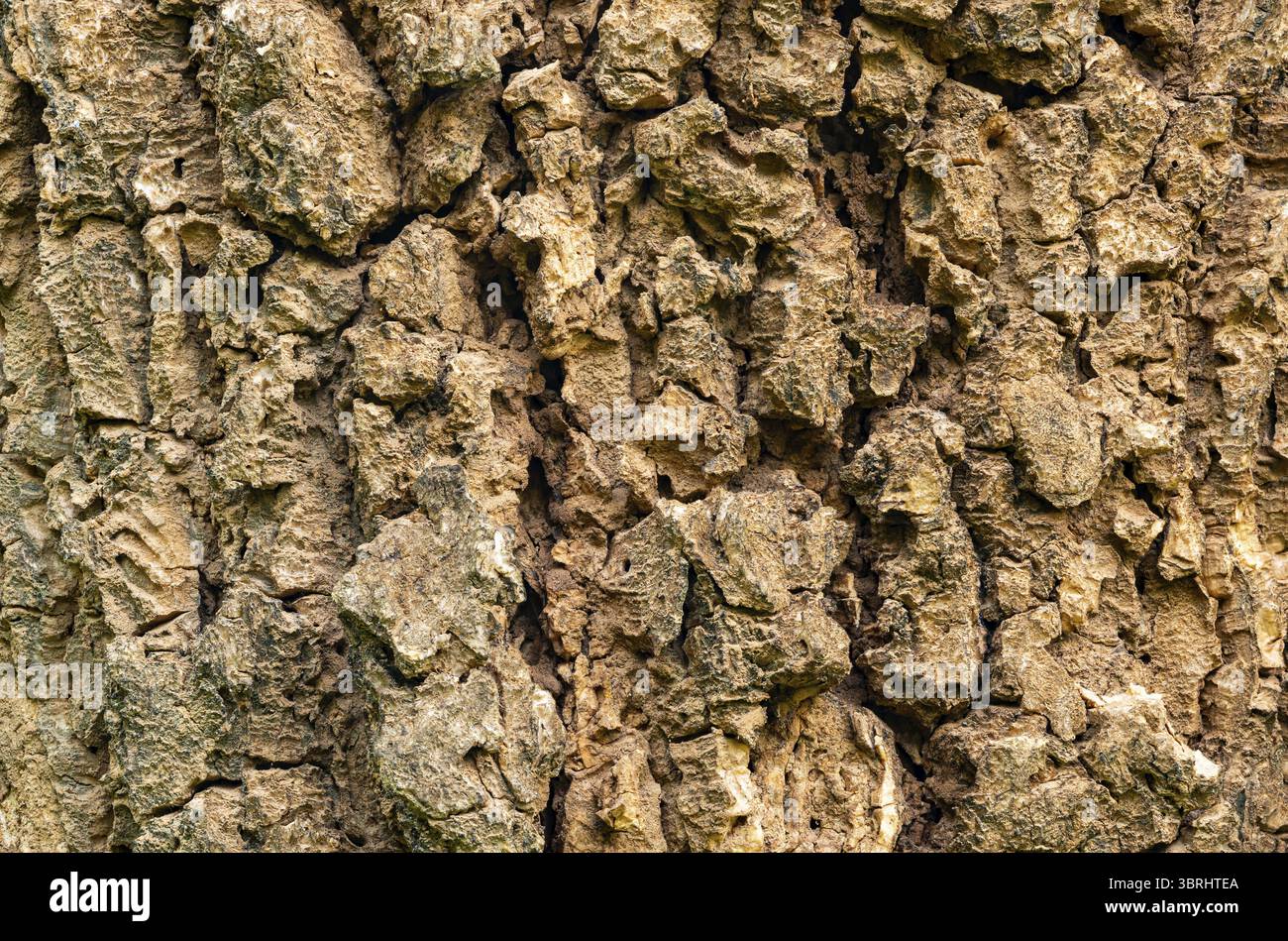 Closeup of Indian cork tree bark texture background. Abstract of rough cracked texture surface ...