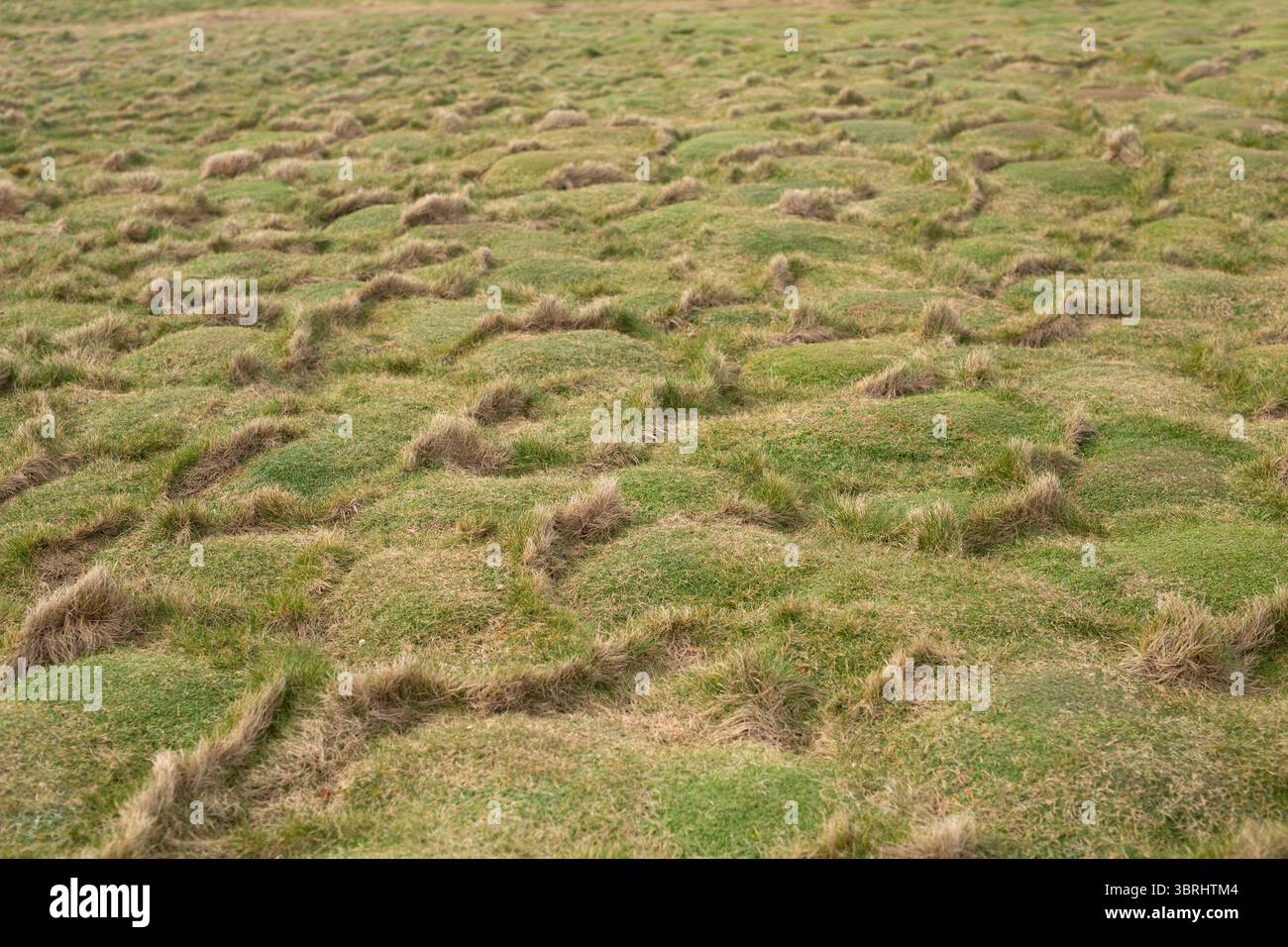 Lush, Beautifully Curved Grass Patterns Spread Across Rolling and ...