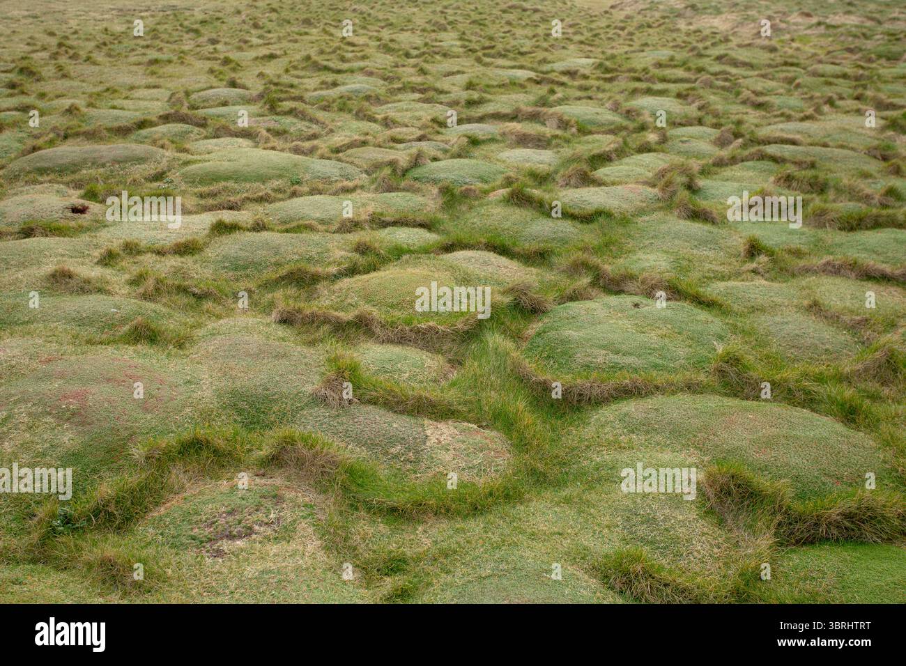 A Beautiful Lush Green Grassland Featuring Unique and Distinctive ...