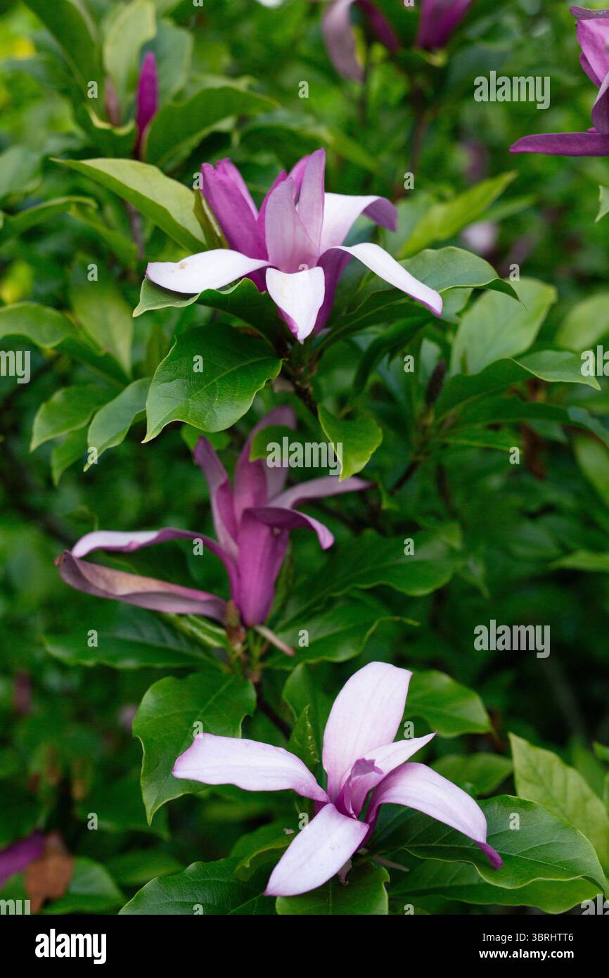 Stunningly Beautiful Magnolia Flowers Are in Full Bloom and Display ...