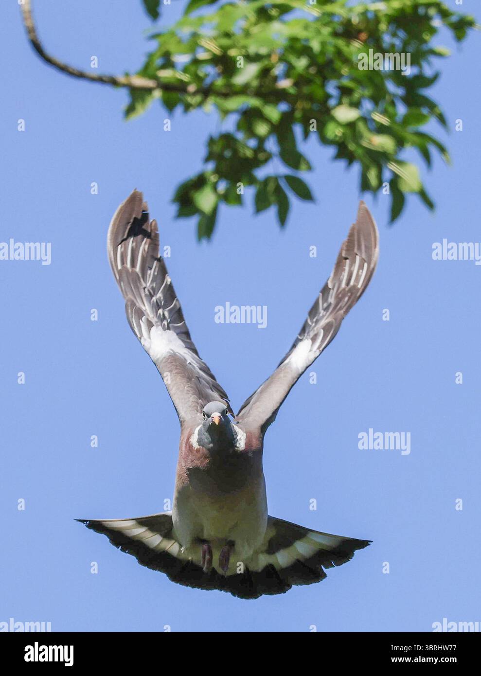 Moira Demesne, Moira, County Down, Northern Ireland, UK. 13 Jul 2025 ...