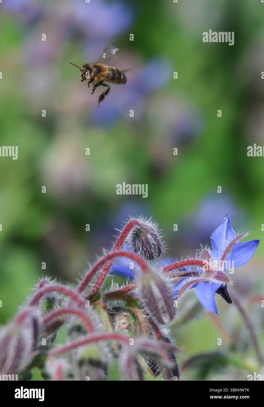 Moira Demesne, Moira, County Down, Northern Ireland, UK. 13 Jul 2025 ...