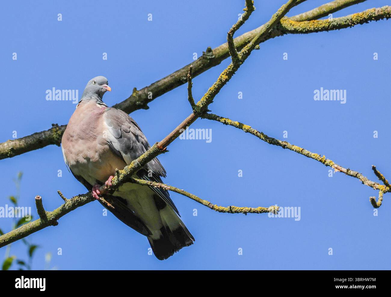 Moira Demesne, Moira, County Down, Northern Ireland, UK. 13 Jul 2025 ...