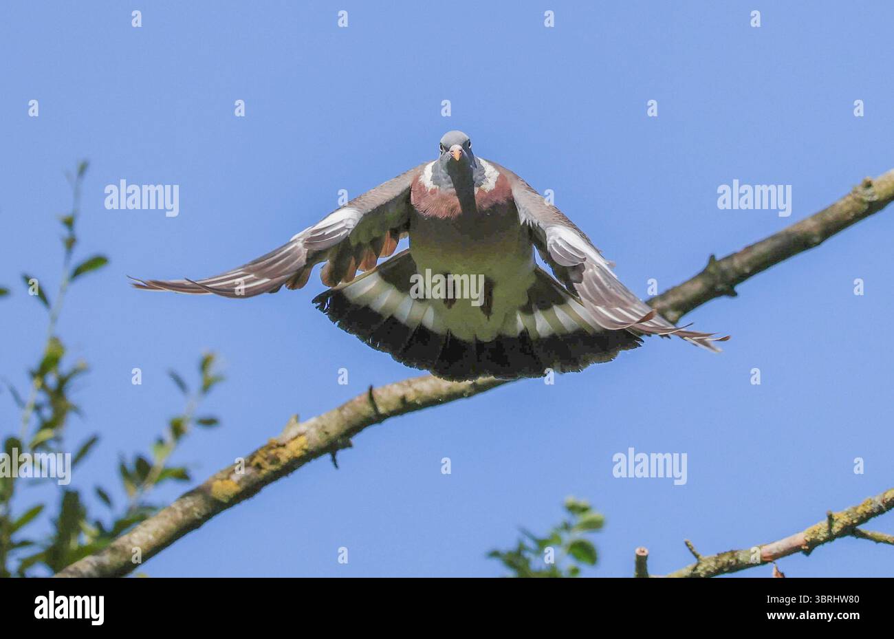 Moira Demesne, Moira, County Down, Northern Ireland, UK. 13 Jul 2025 ...