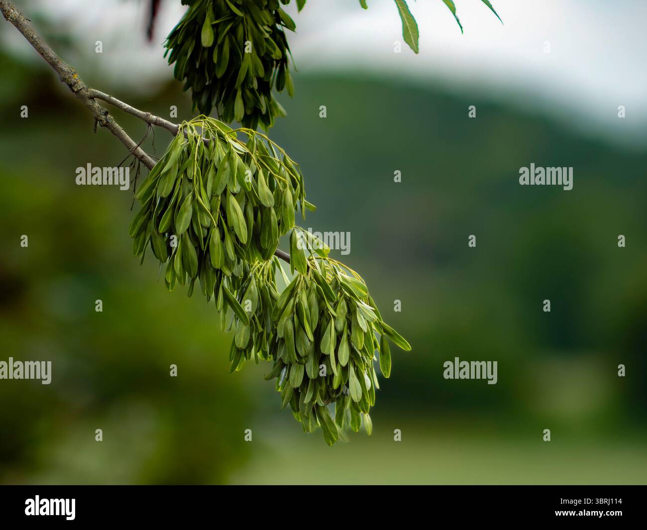 Close-up of green ash tree seeds(Fraxinus excelsior) hanging in dense clusters on a branch, with ...