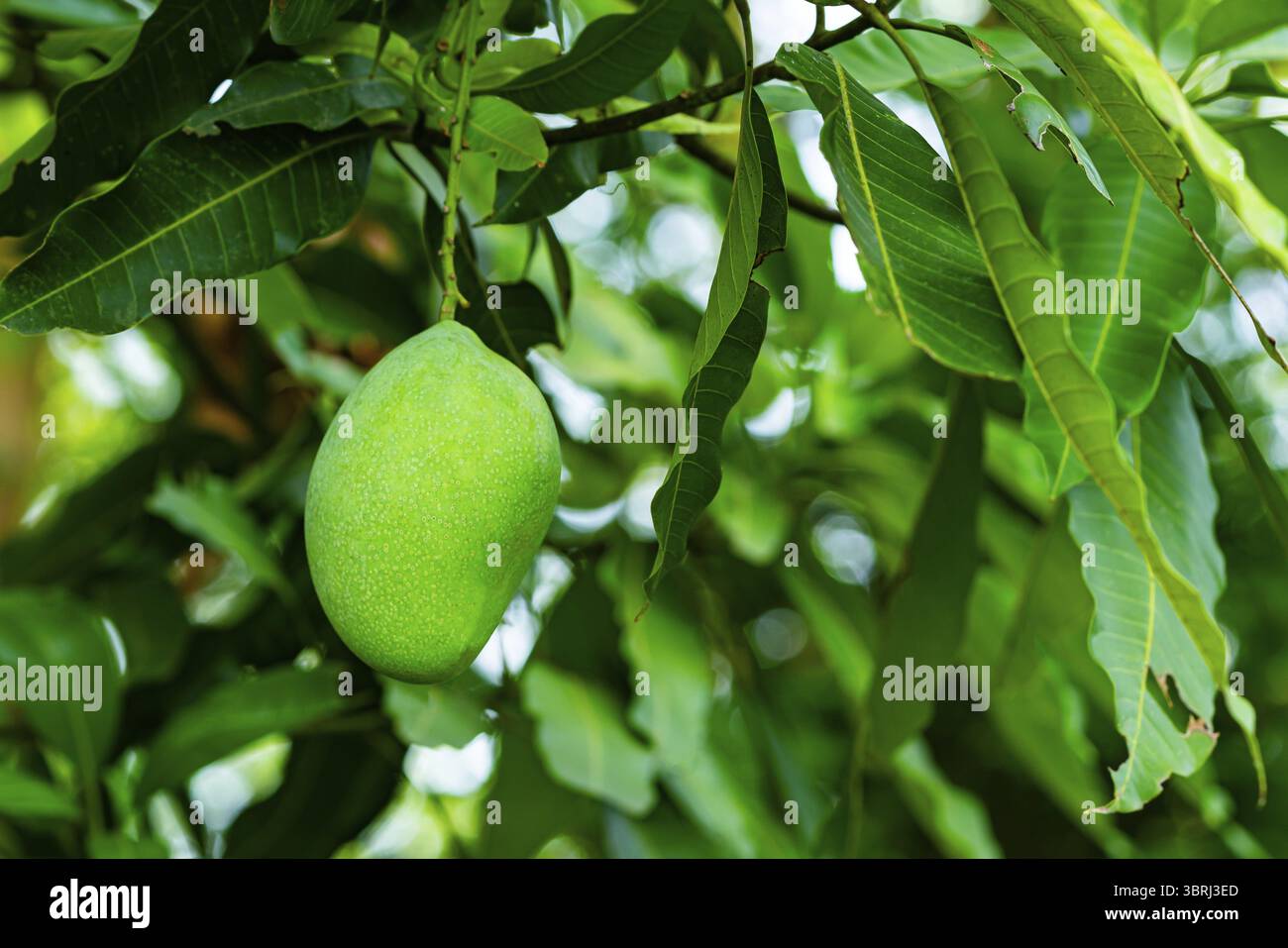 Single fresh green raw mango fruit with leaves hanging on the mango ...