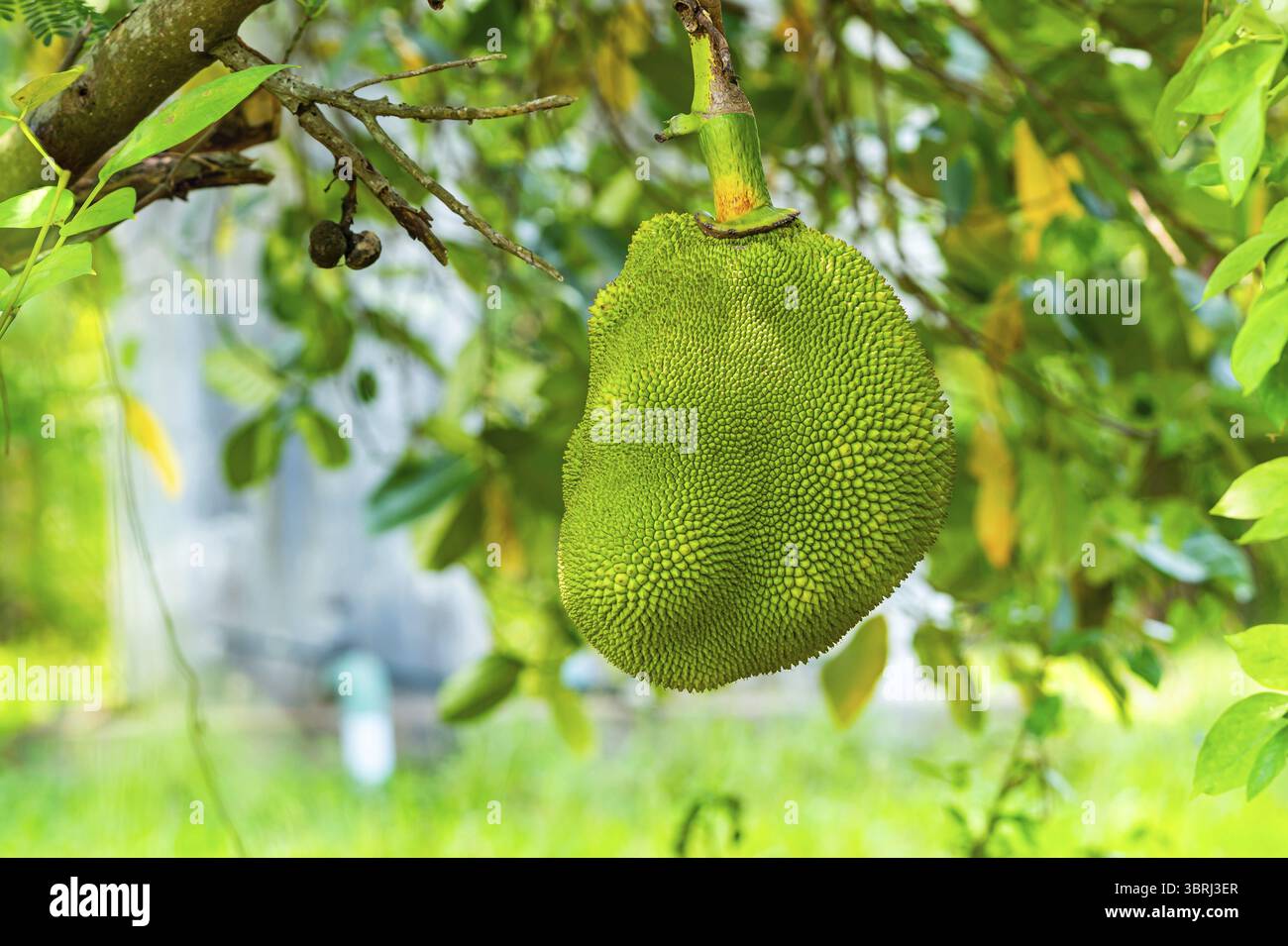 Closeup view of green jackfruit fruit hanging from a branch of ...