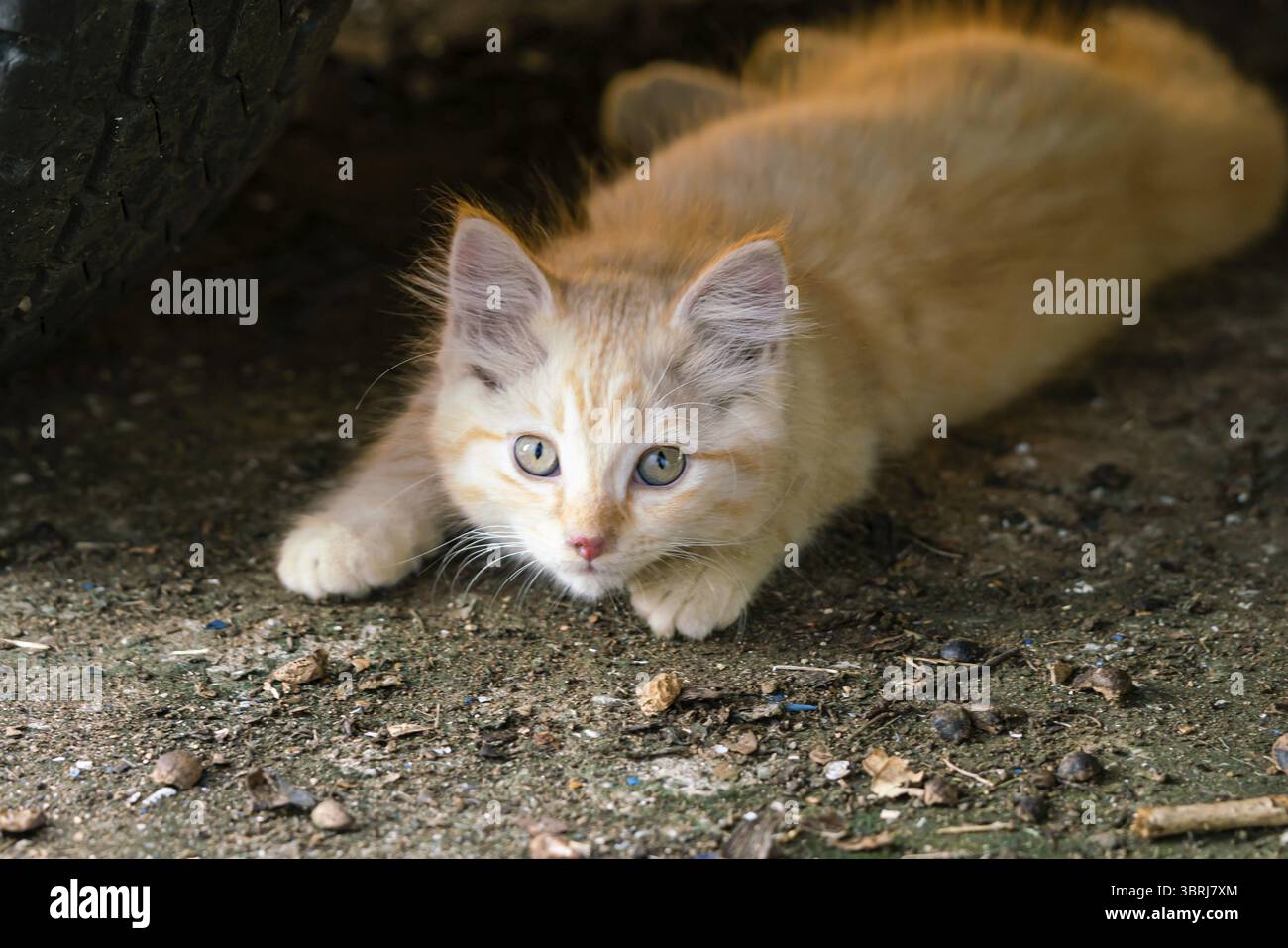 High angle view of orange color kitten lying down on the dirty ground ...
